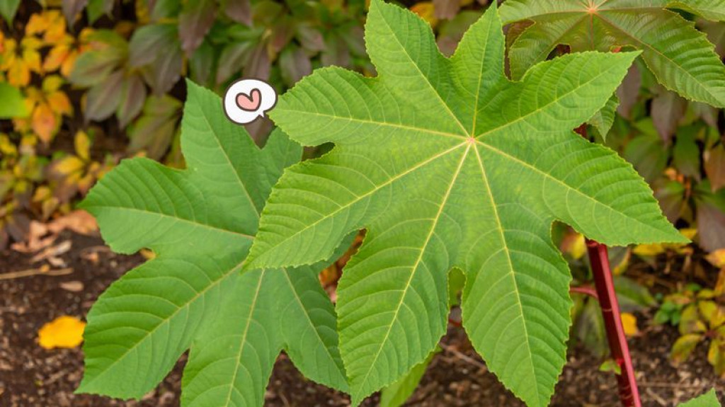 15 Manfaat Daun Jarak | Puskesmasabiansemal4 Badung