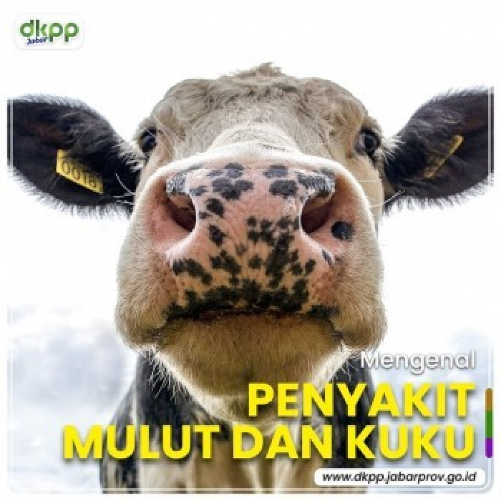 Penyakit Mulut dan Kuku Pada Hewan Ternak Ruminansia ...